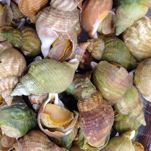 Bulots vivants Provenance France / 1 Kg - Groix Haliotis